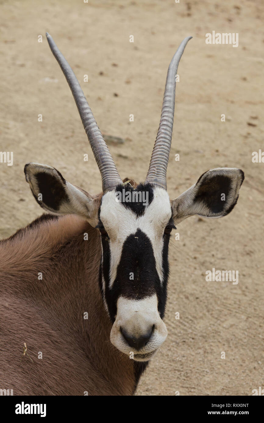 Kalahari gemsbok national park hi-res stock photography and images - Alamy