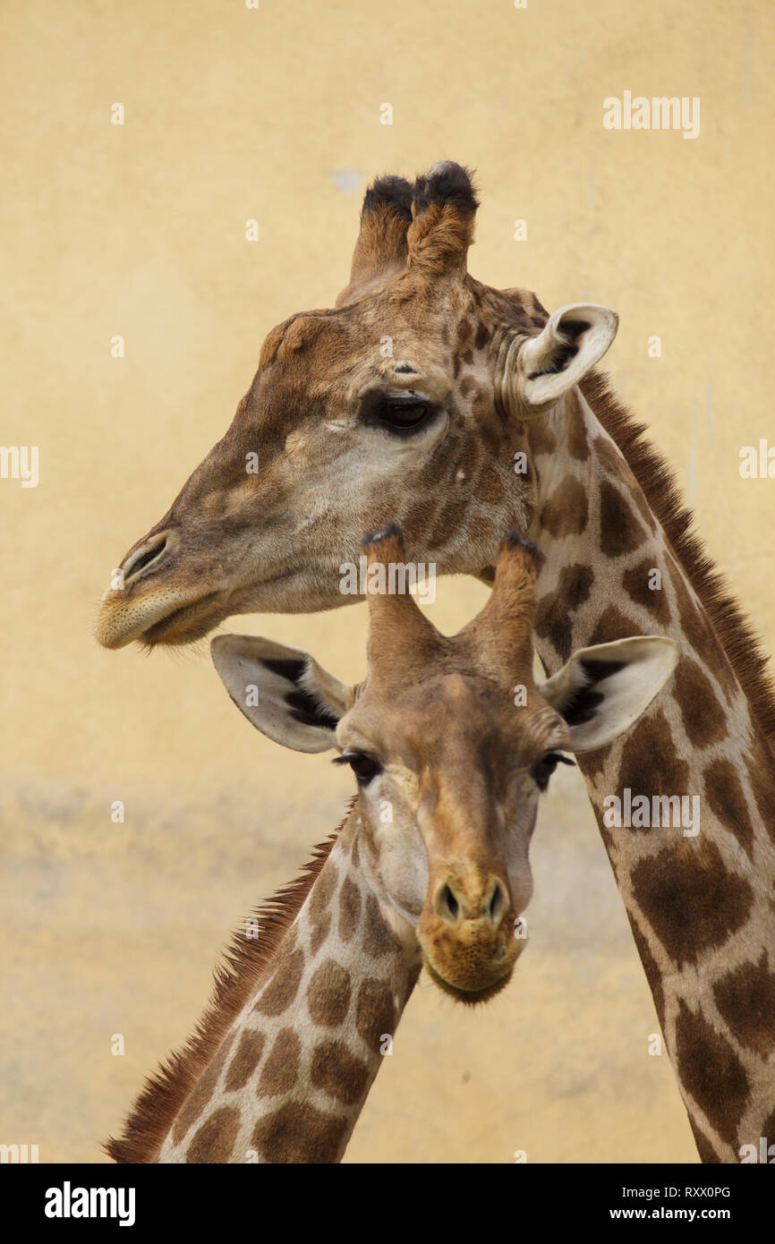 Angolan giraffe (Giraffa camelopardalis angolensis), also known as ...