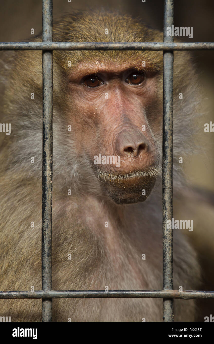 Hamadryas baboon (Papio hamadryas) inside the cage at Lisbon Zoo ...