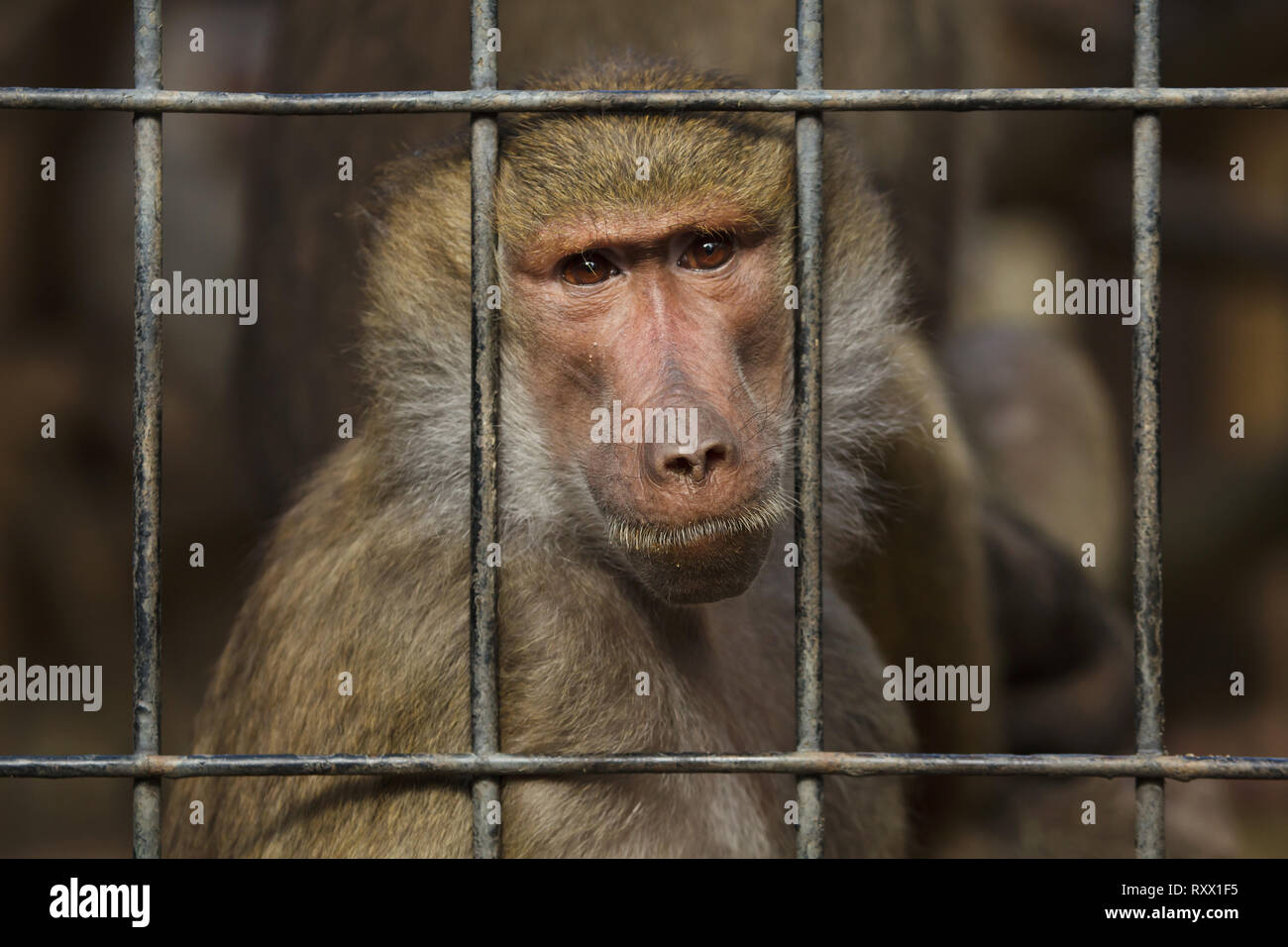 Baboon in zoo enclosure hi-res stock photography and images - Alamy