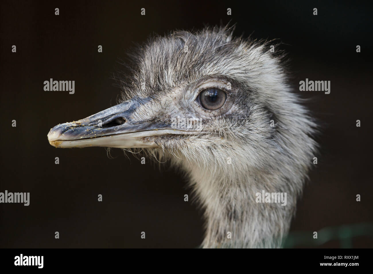 Greater rhea (Rhea americana), also known as the common rhea Stock ...