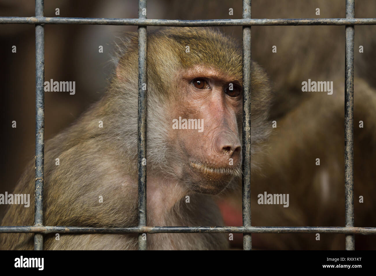 Hamadryas baboon (Papio hamadryas) inside the cage at Lisbon Zoo ...
