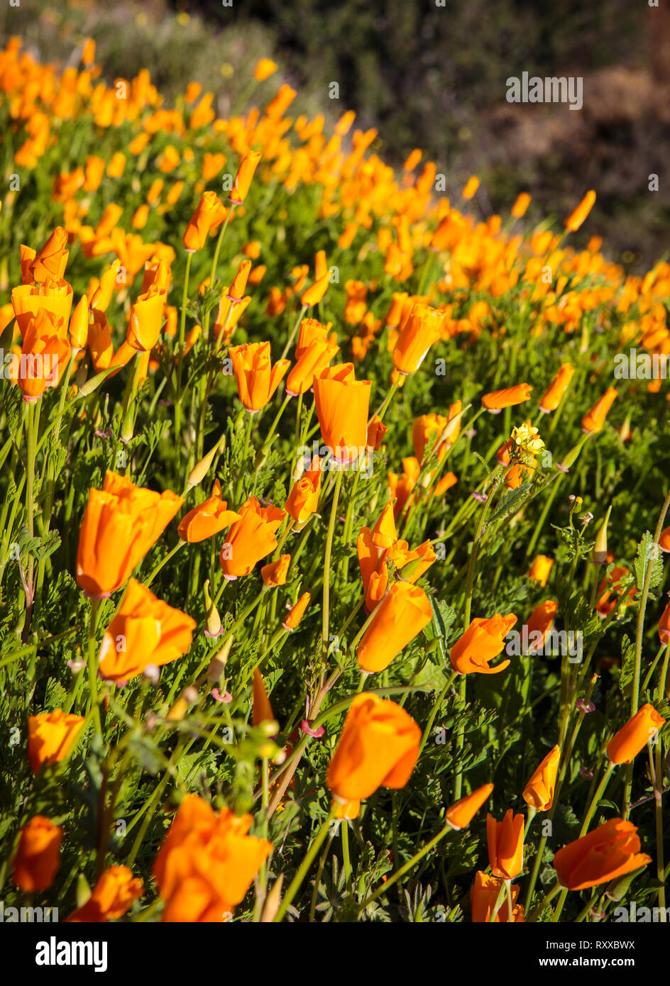 Californian wildflowers hi-res stock photography and images - Alamy