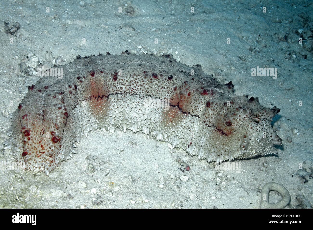 Giant Sea Cucumber, Thelenota anax. Also known as Amberfish and Anax ...
