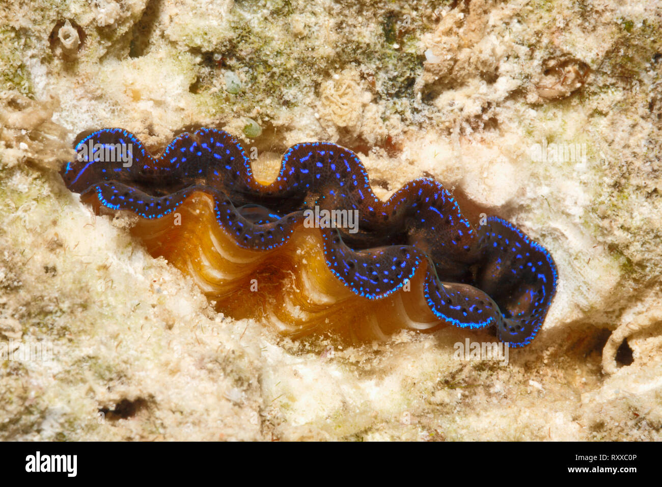 Fluted Giant Clam Tridacna Squamosa High Resolution Stock Photography ...