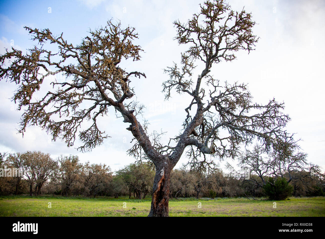 Spring trees texas hill country hi-res stock photography and images - Alamy