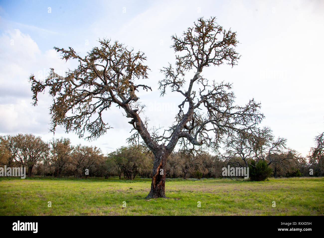 Spring trees texas hill country hi-res stock photography and images - Alamy