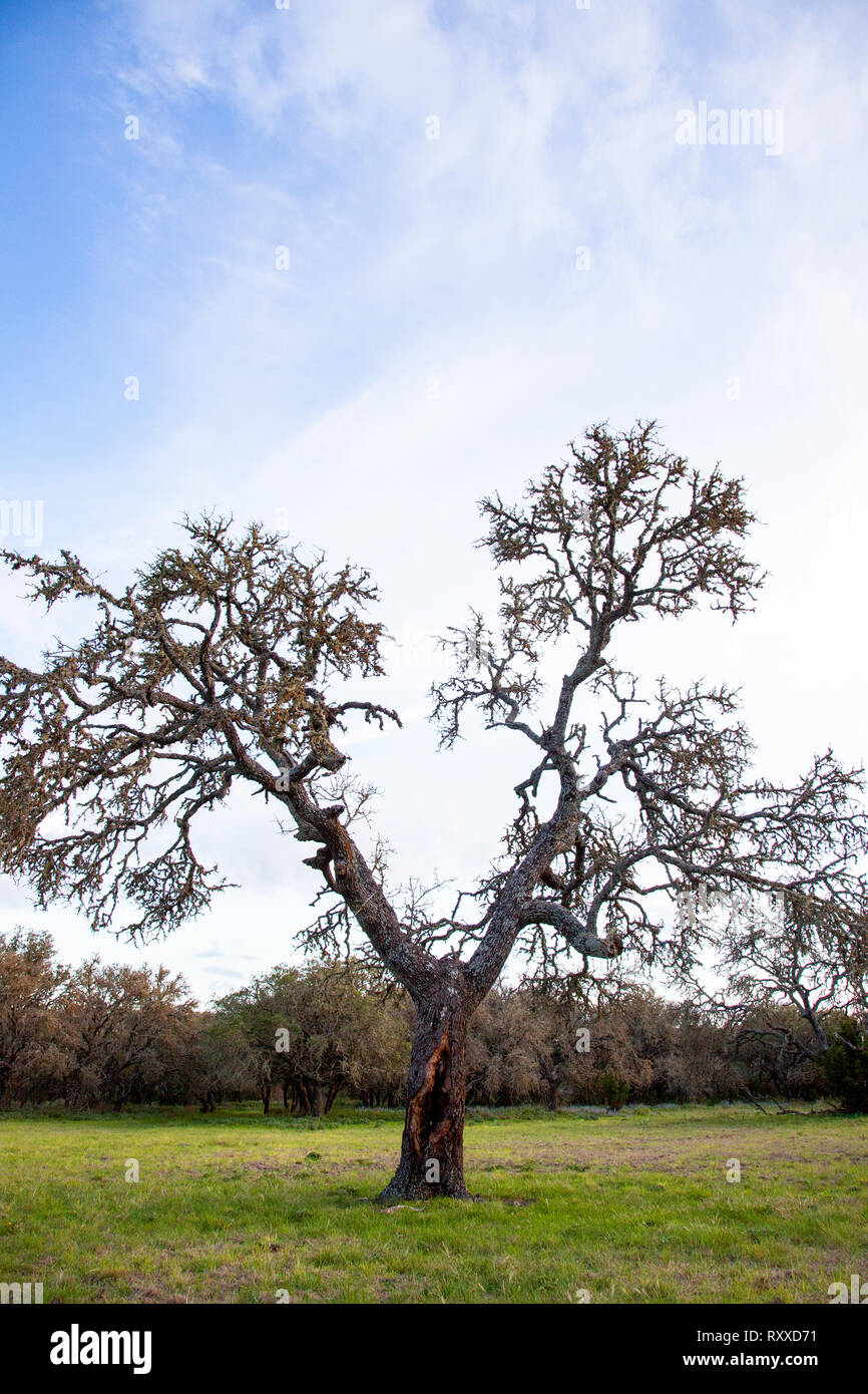 Open tree roots hi-res stock photography and images - Alamy