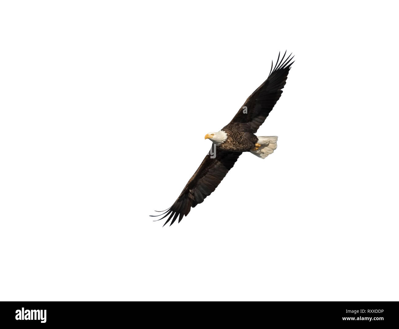 Flying bald eagle isolated on white background Stock Photo - Alamy