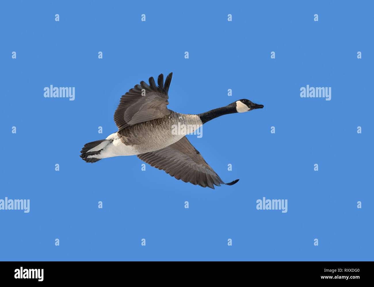 Canada Goose Flying In Blue Sky Stock Photo - Alamy