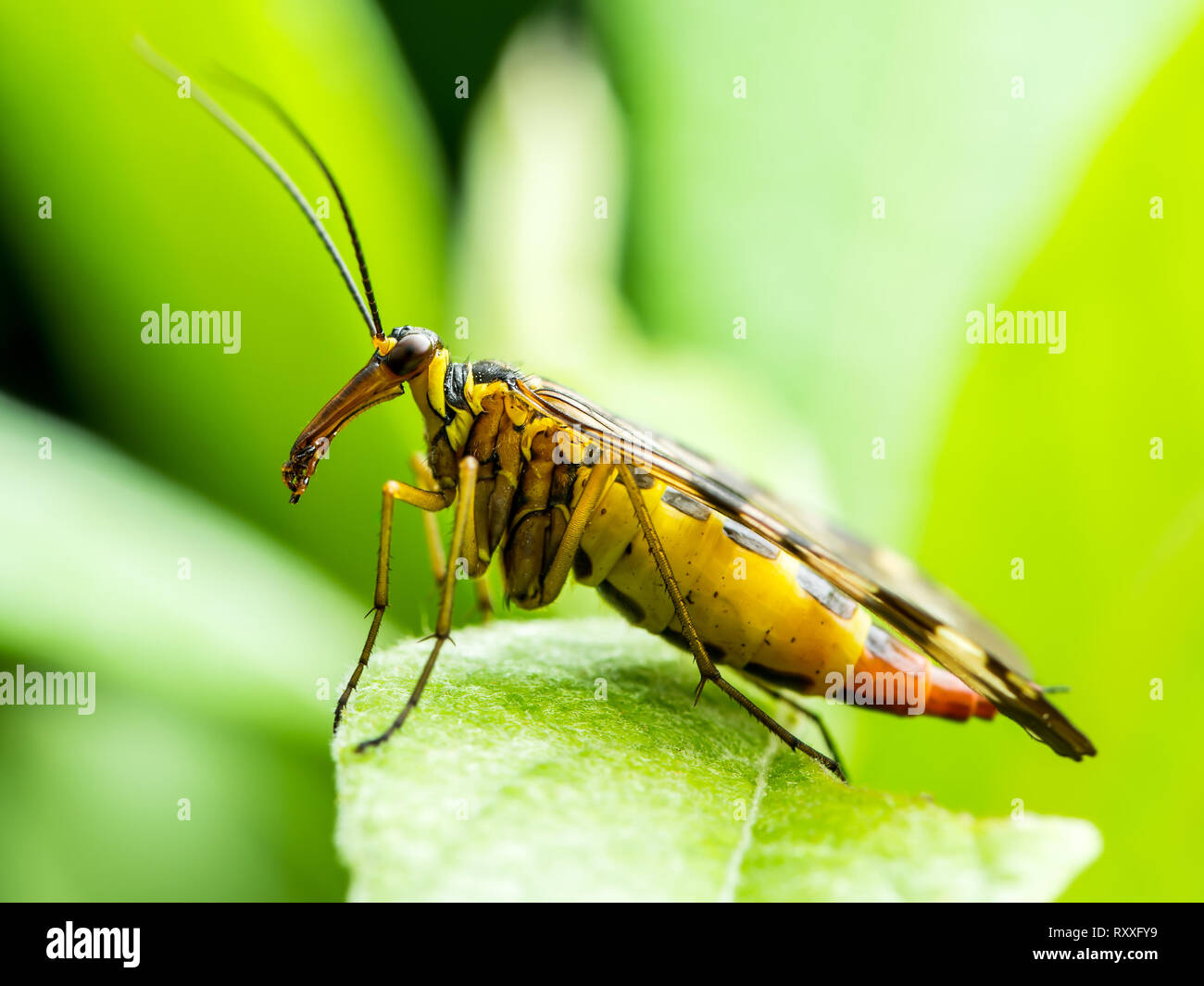 Female Scorpion Fly Mecoptera Panorpa Communis Insect on Green Leaf ...