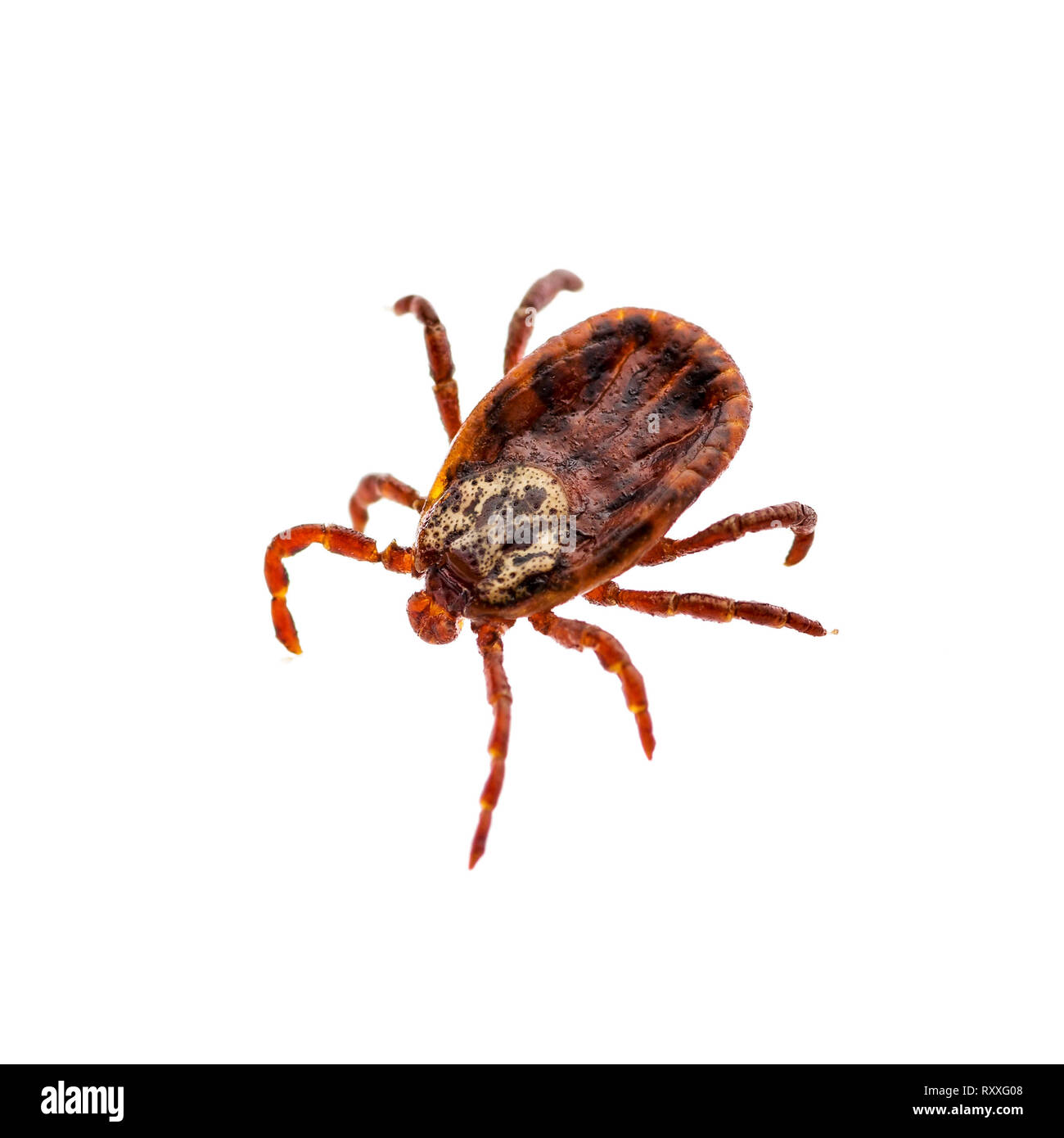 Lyme disease tick Cut Out Stock Images & Pictures - Alamy
