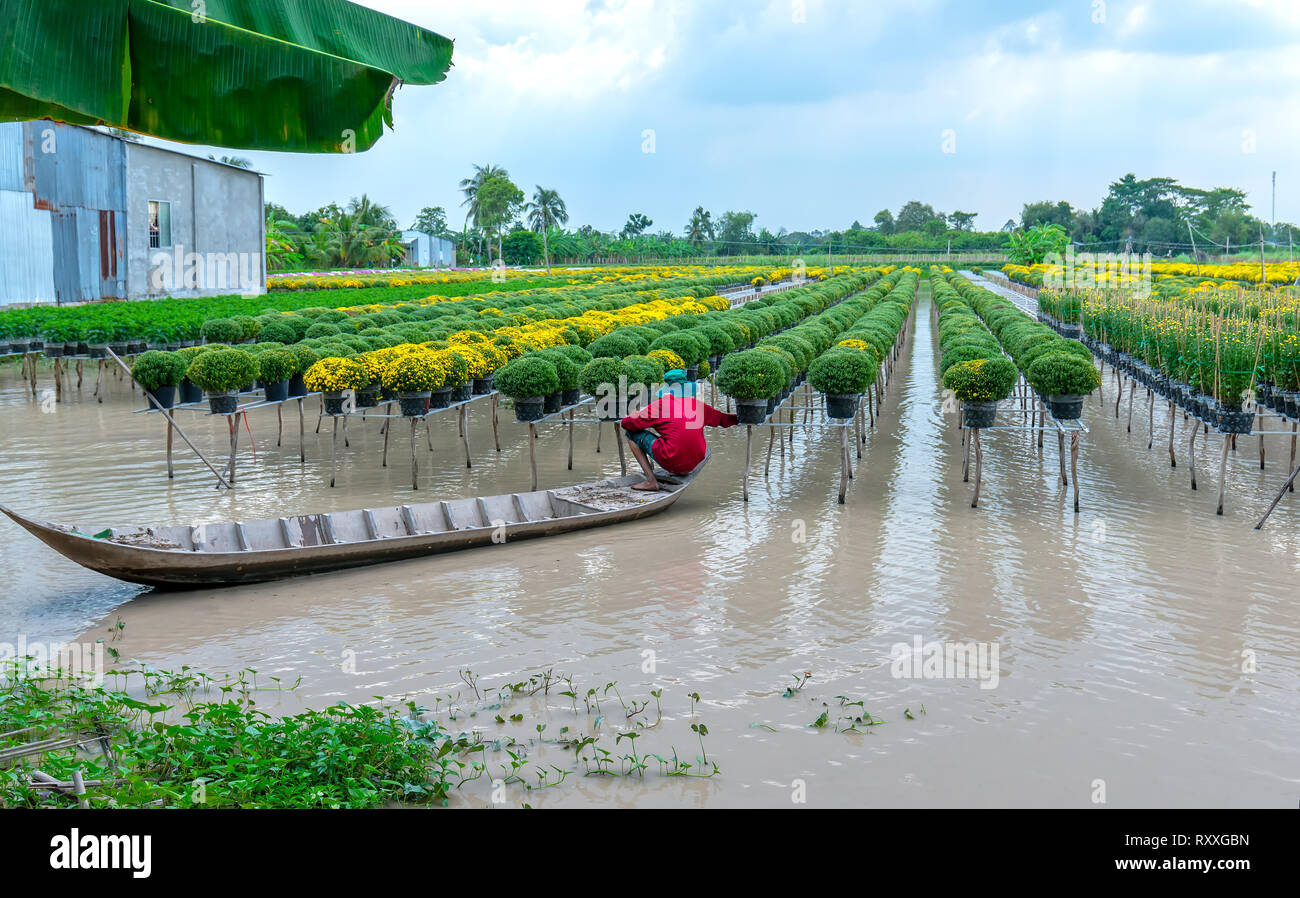 Farmer rowing daisies garden harvest buds flower pots also allocated to ...