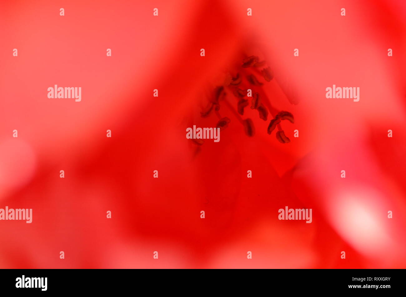 Inside of a flower hi-res stock photography and images - Alamy