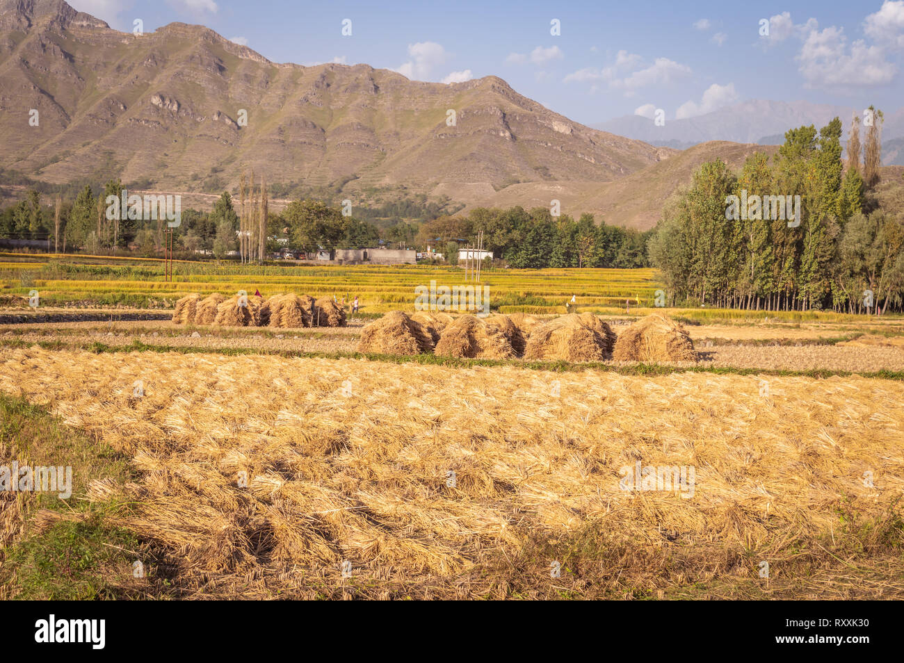 Heaps of rice straw hay in paddy field with mountains in the background ...