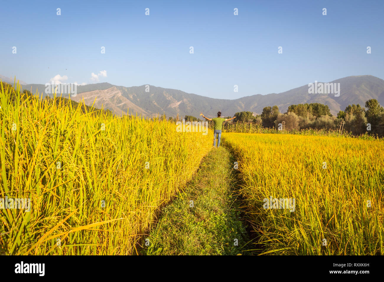 A person standing in a golden coloured rice field with mountain in the ...