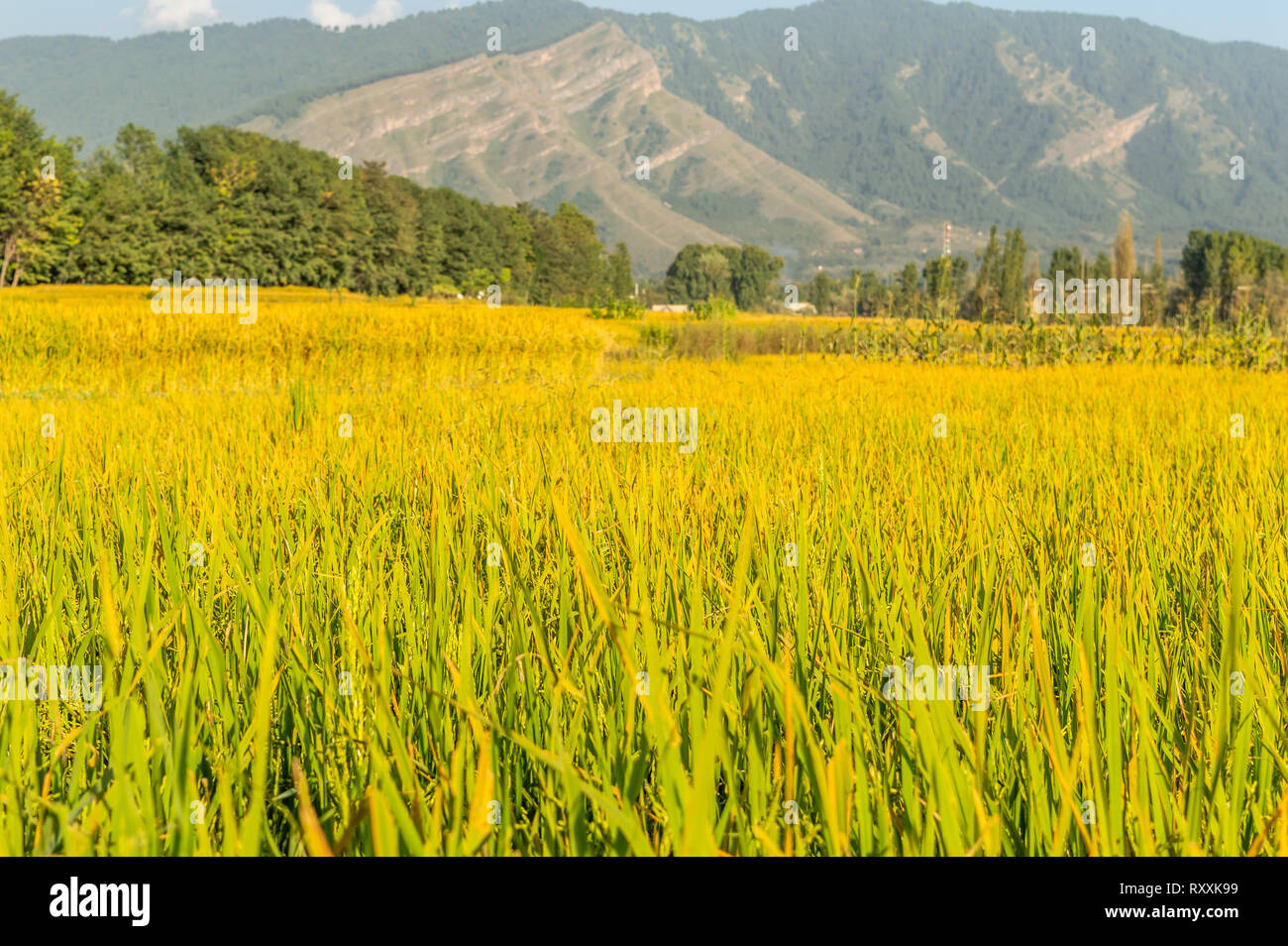 Golden coloured rice field with mountain range in the backdrop in ...