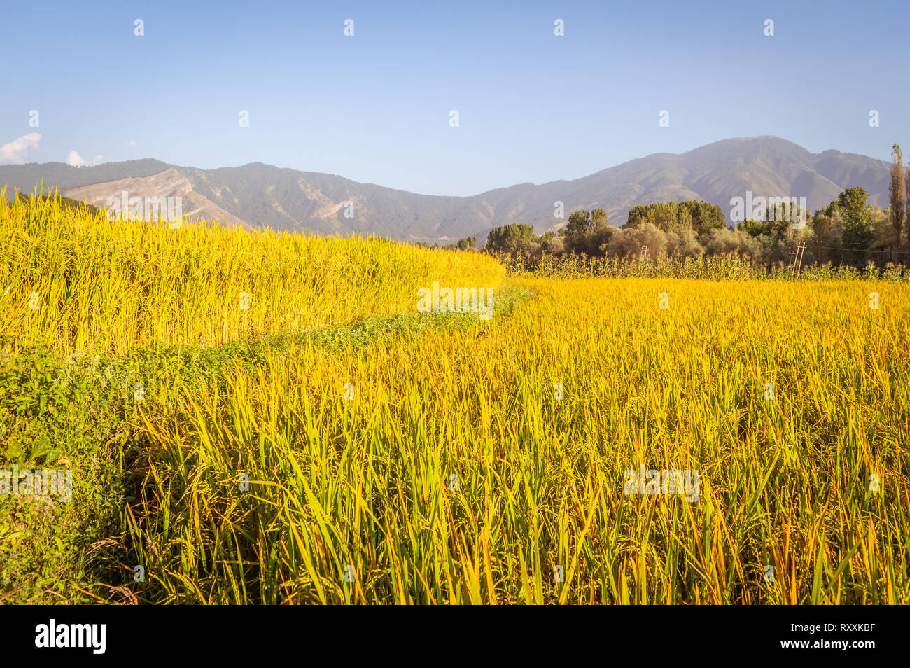 Rice fields kashmir hi-res stock photography and images - Alamy