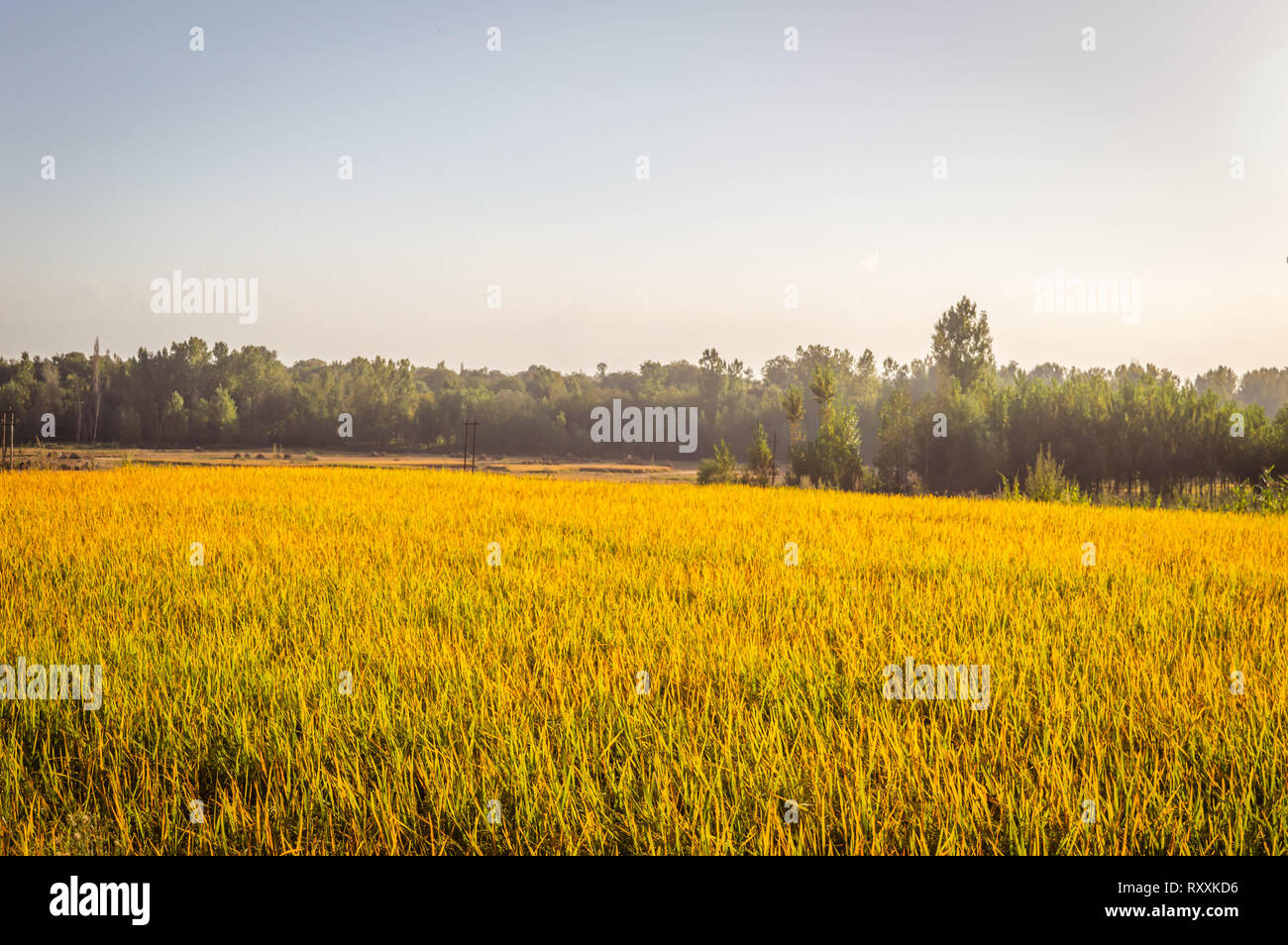 Terraced golden coloured rice field with clear skies in the backdrop in ...