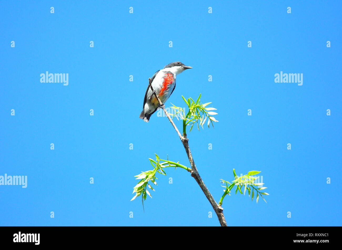 Murcia, Philippines. 08th Mar, 2019. The black-belted flowerpecker or ...
