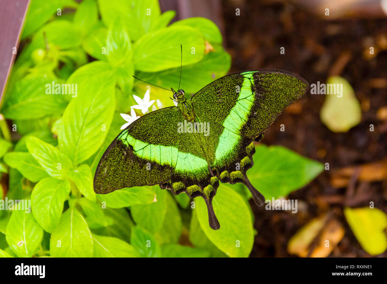 Emerald Green-Banded Peacock Butterfly Stock Photo - Alamy