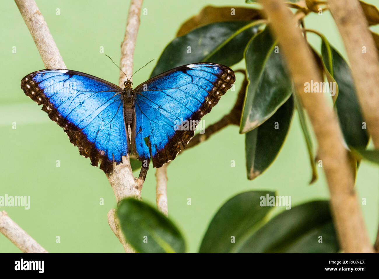 Common morpho or the emperor butterfly hi-res stock photography and ...