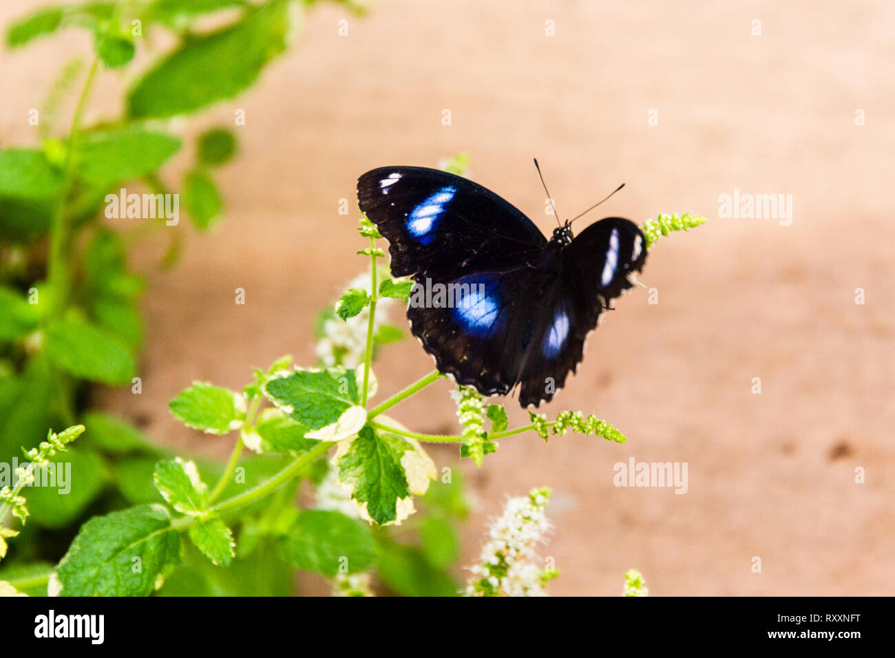 Blue spotted butterfly white hi-res stock photography and images - Alamy