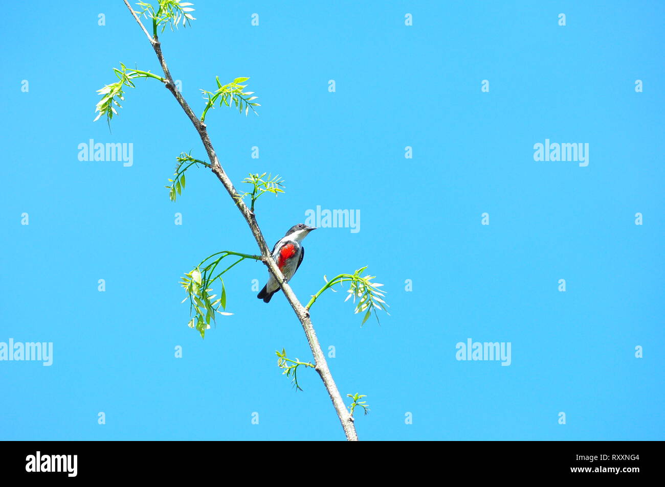 Murcia, Philippines. 08th Mar, 2019. The black-belted flowerpecker or ...