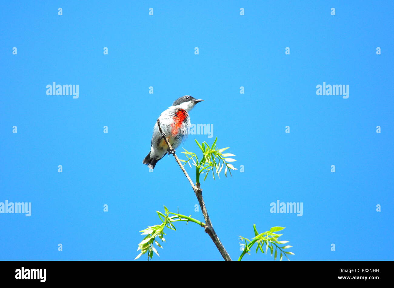 Murcia, Philippines. 08th Mar, 2019. The black-belted flowerpecker or ...