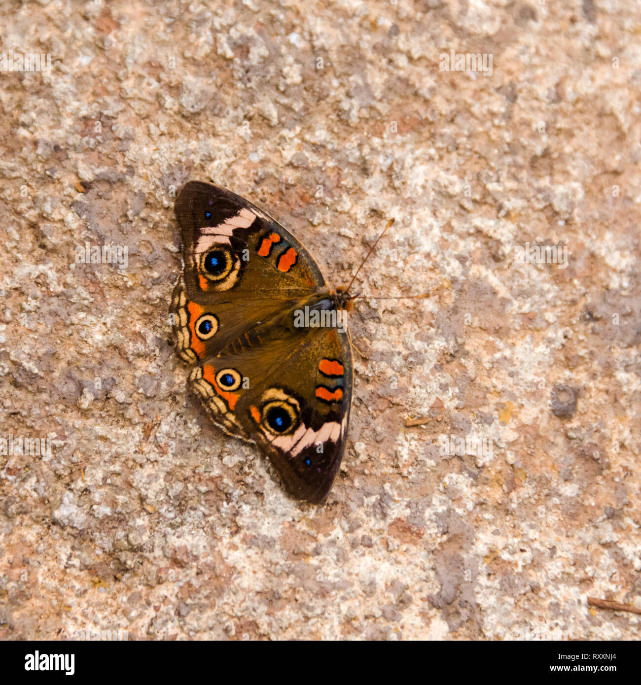 Buckeye butterfly hi-res stock photography and images - Alamy