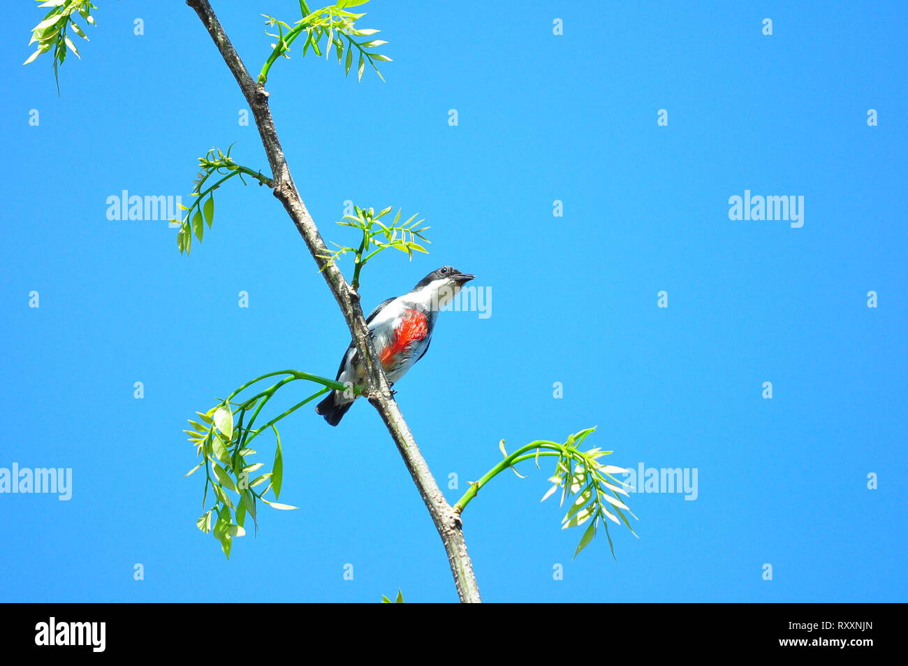 Murcia, Philippines. 08th Mar, 2019. The black-belted flowerpecker or ...