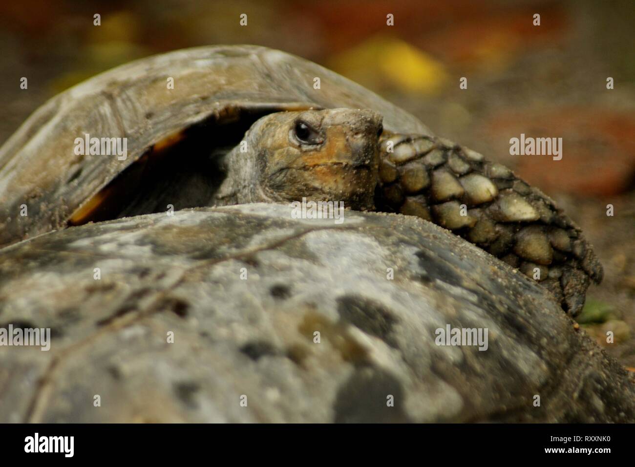 Madiun, Indonesia. 07th Mar, 2019. Visible tortoises of tortoise type ...