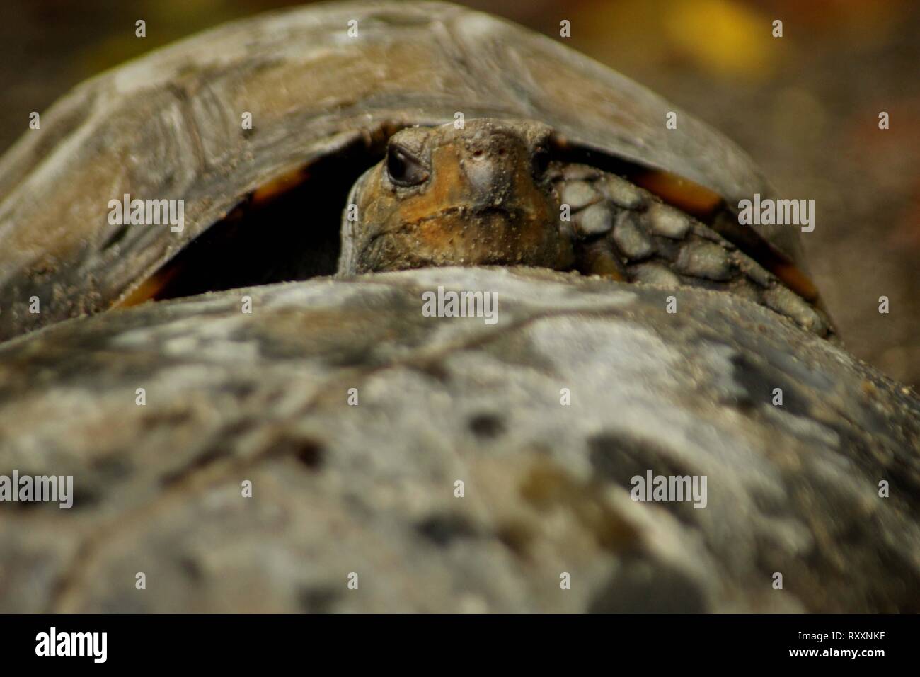 Madiun, Indonesia. 07th Mar, 2019. Visible tortoises of tortoise type ...