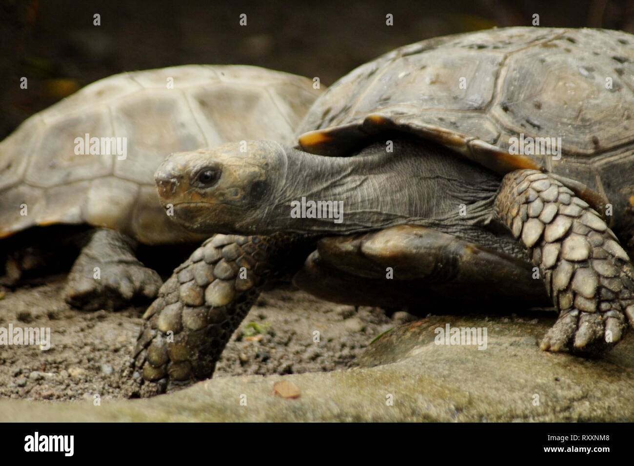 Madiun, Indonesia. 07th Mar, 2019. Visible tortoises of tortoise type ...