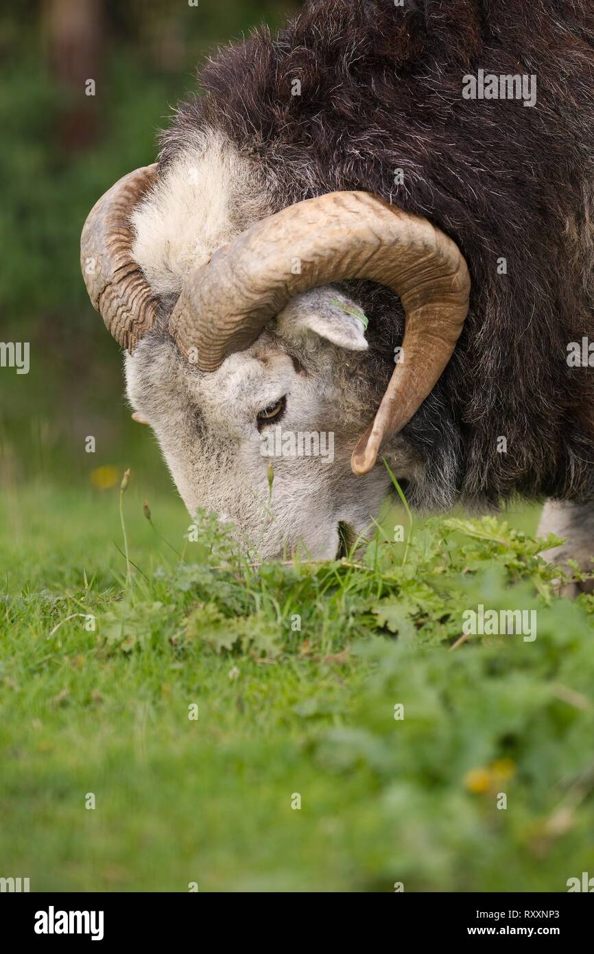 Tup ram hi-res stock photography and images - Alamy