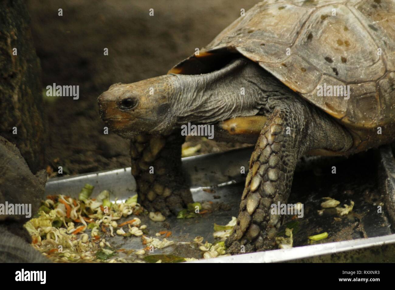 Madiun, Indonesia. 07th Mar, 2019. Visible tortoises of tortoise type ...