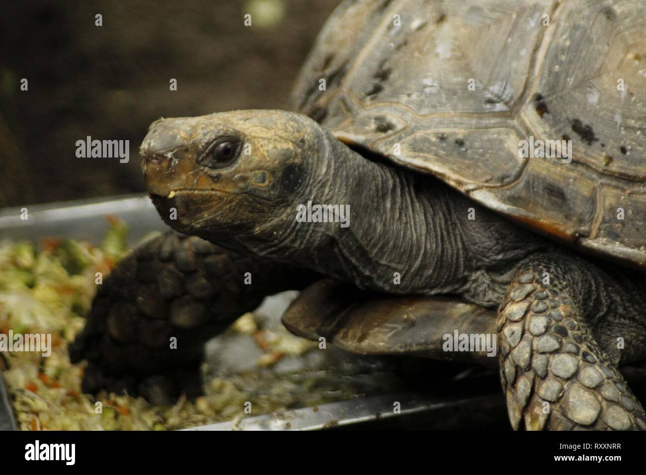 Madiun, Indonesia. 07th Mar, 2019. Visible tortoises of tortoise type ...