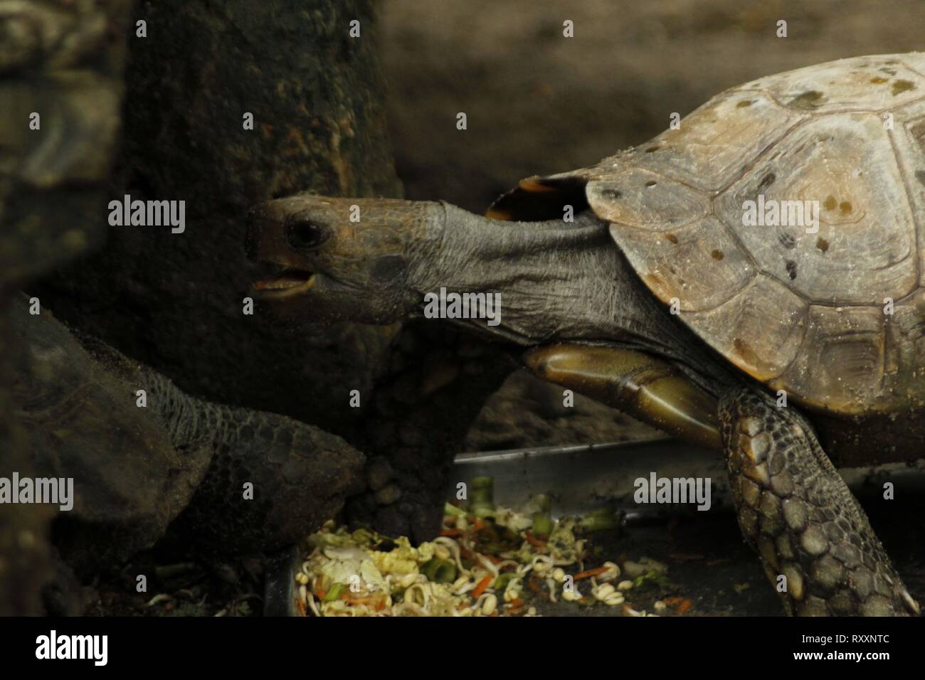 Madiun, Indonesia. 07th Mar, 2019. Visible tortoises of tortoise type ...