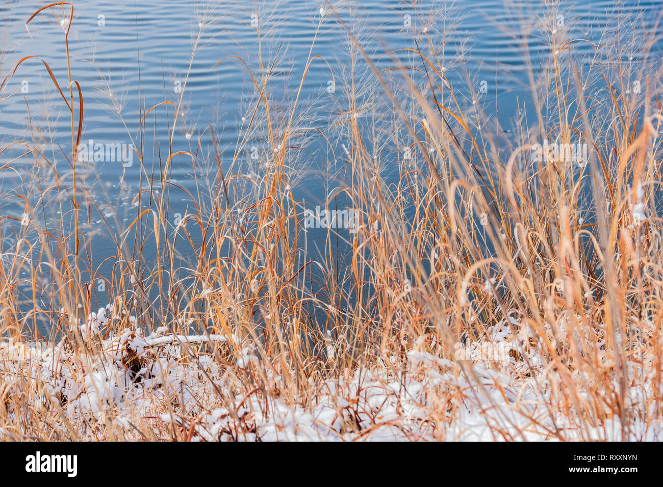 Ripple grasses hi-res stock photography and images - Alamy