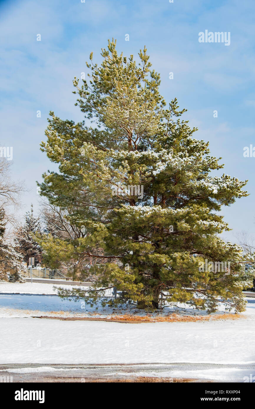 Scotch pine tree hi-res stock photography and images - Alamy