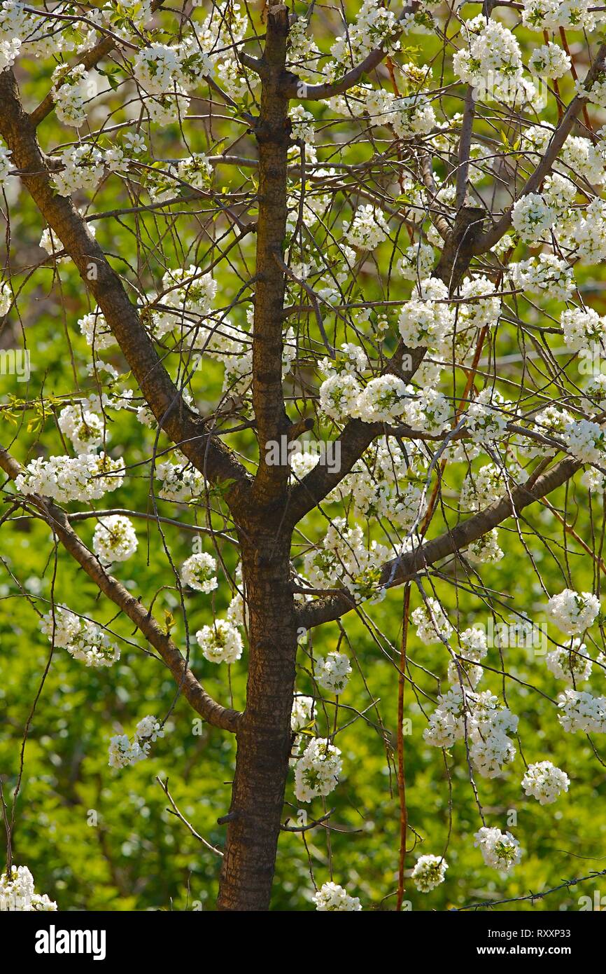 Spring Tree Flowering Stock Photo - Alamy