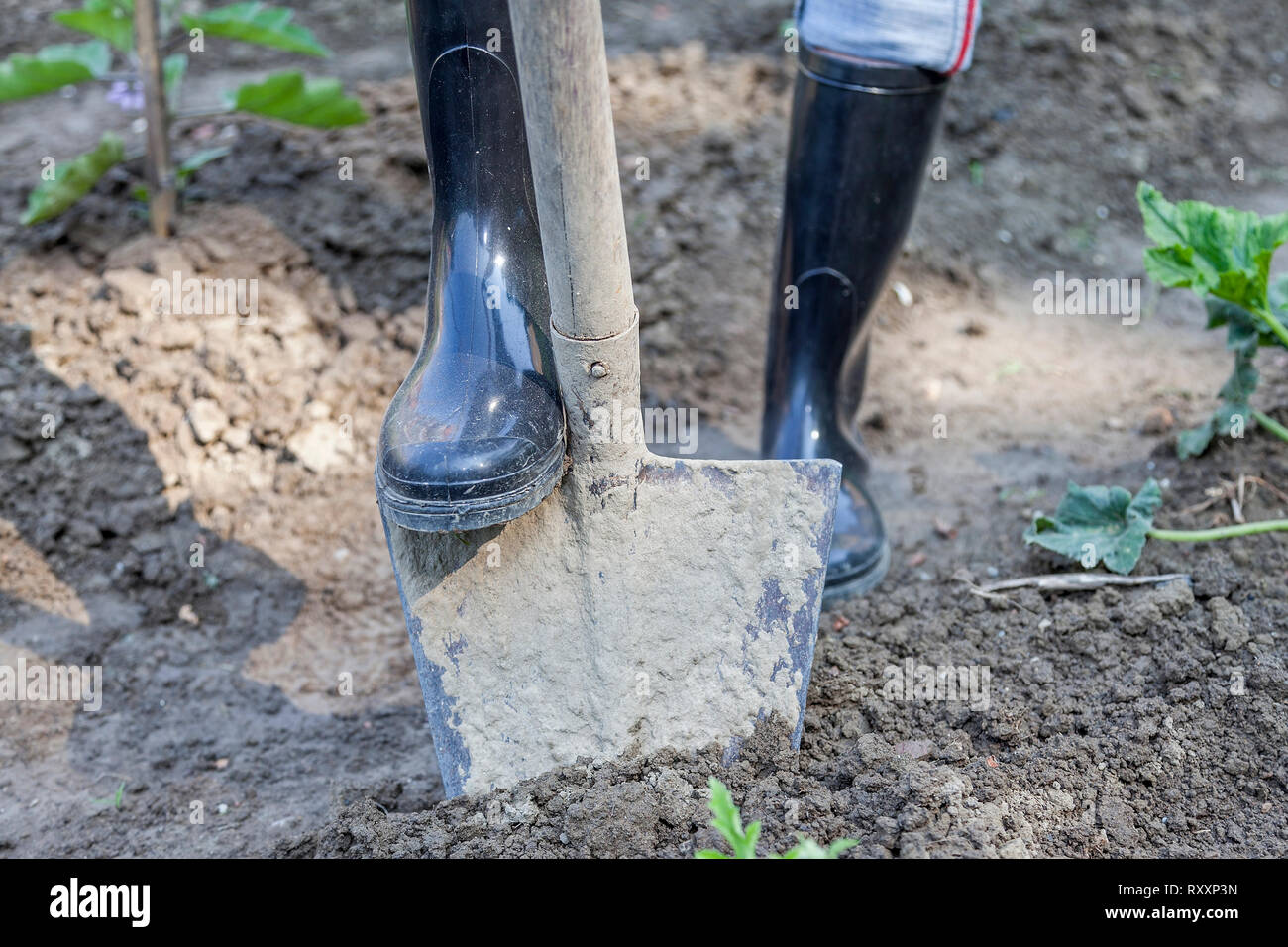 woman digging in the garden with black boots Stock Photo - Alamy