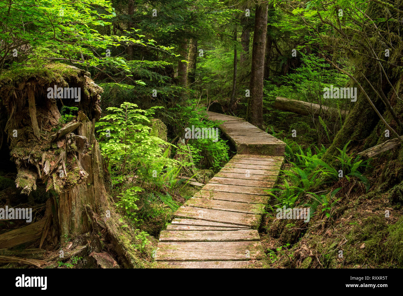 Carmanah Walbran Provincial Park, Vancouver Island, BC, Canada Stock ...