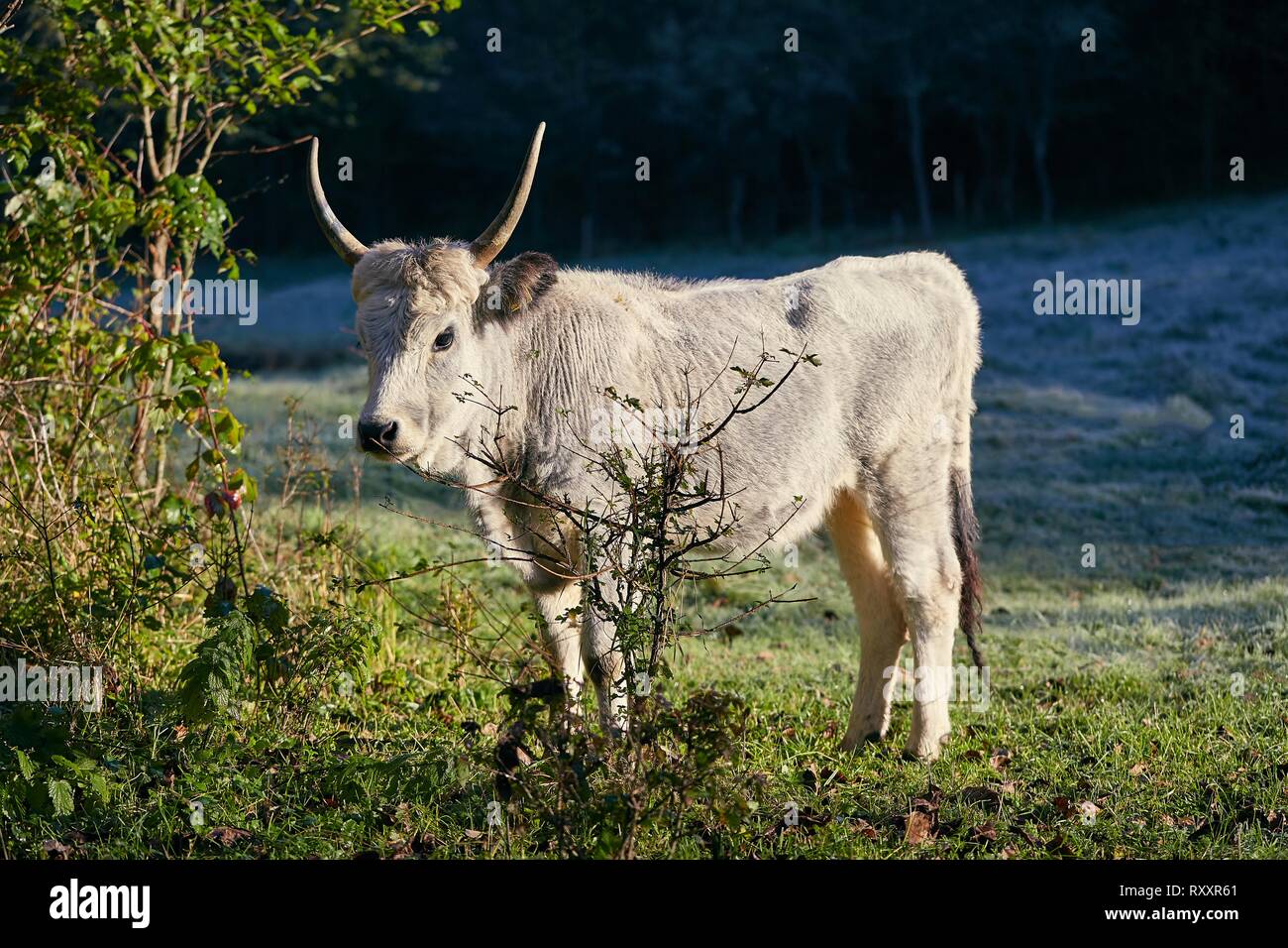 Hungarian Grey Cattle Stock Photo - Alamy