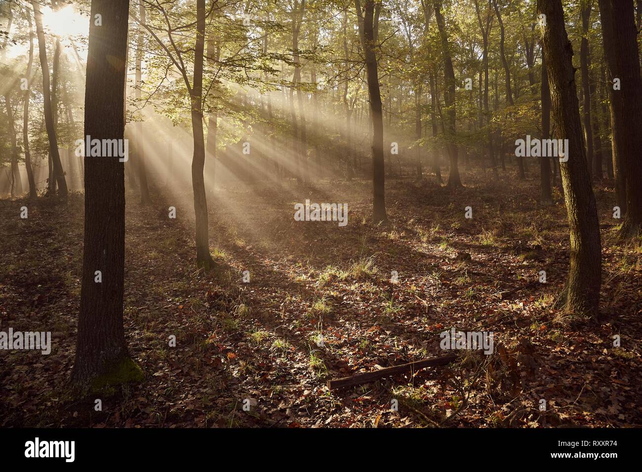 Forest with light rays Stock Photo - Alamy