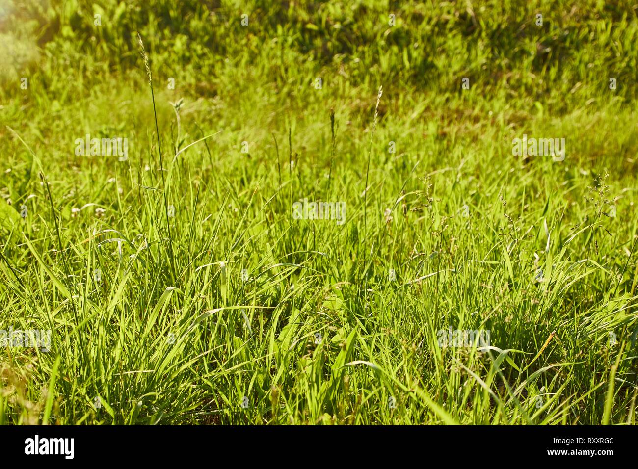 Green Grass Field Stock Photo - Alamy