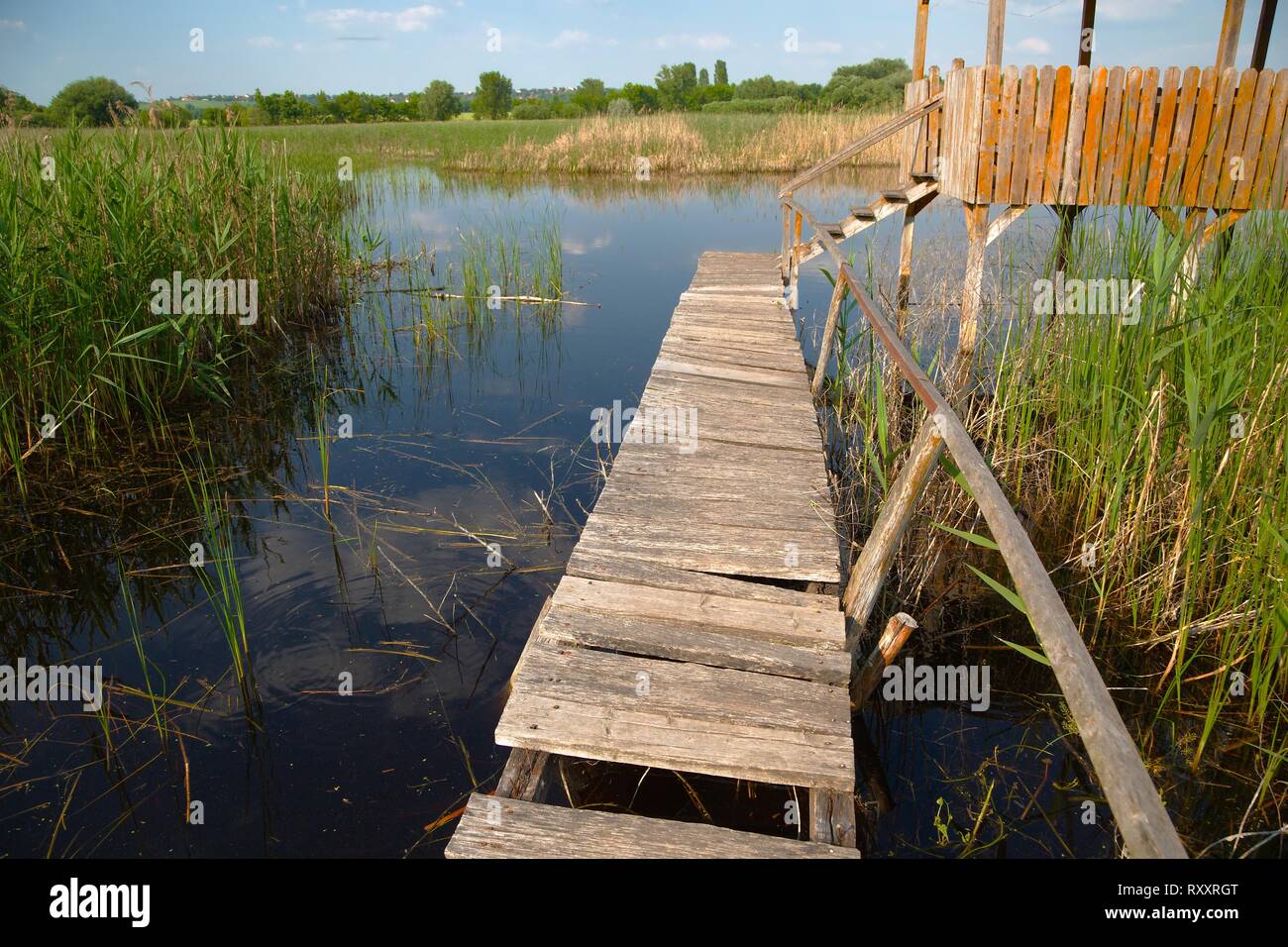 Swamp walking path Stock Photo - Alamy