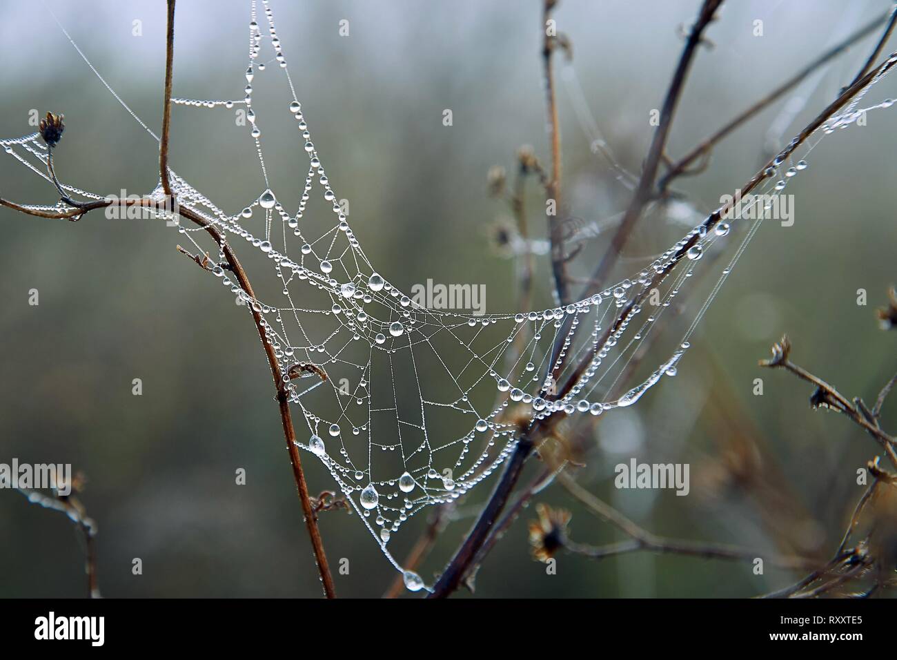 Spider web with water drops Stock Photo - Alamy