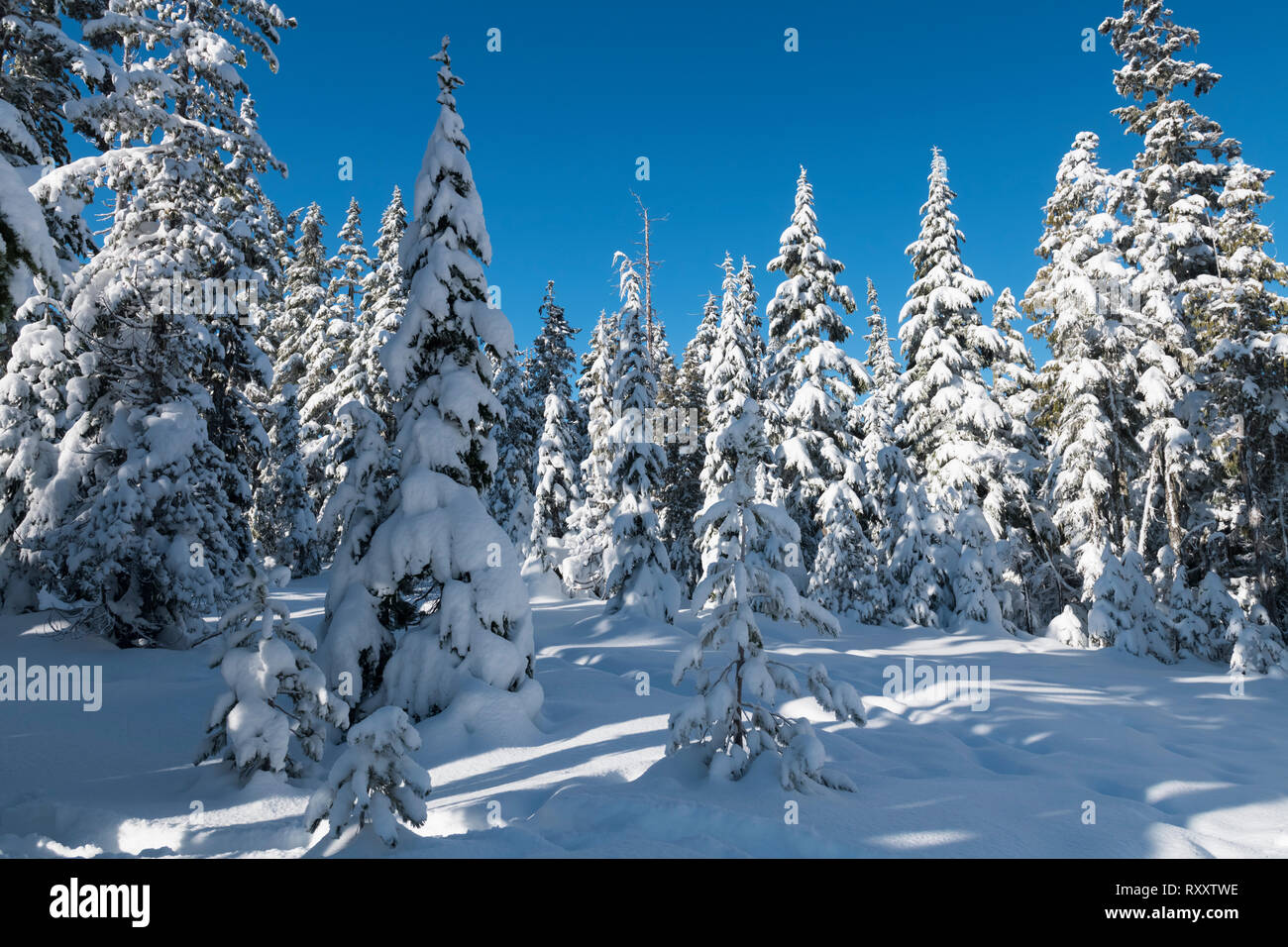 Mount Washington Alpine Resort, Vancouver Island, BC, Canada Stock ...