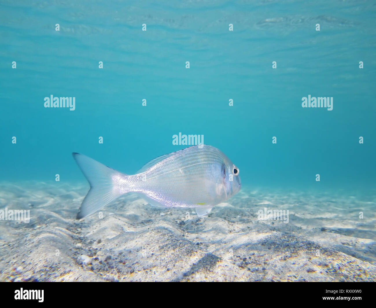 Dreamlike fish hi-res stock photography and images - Alamy